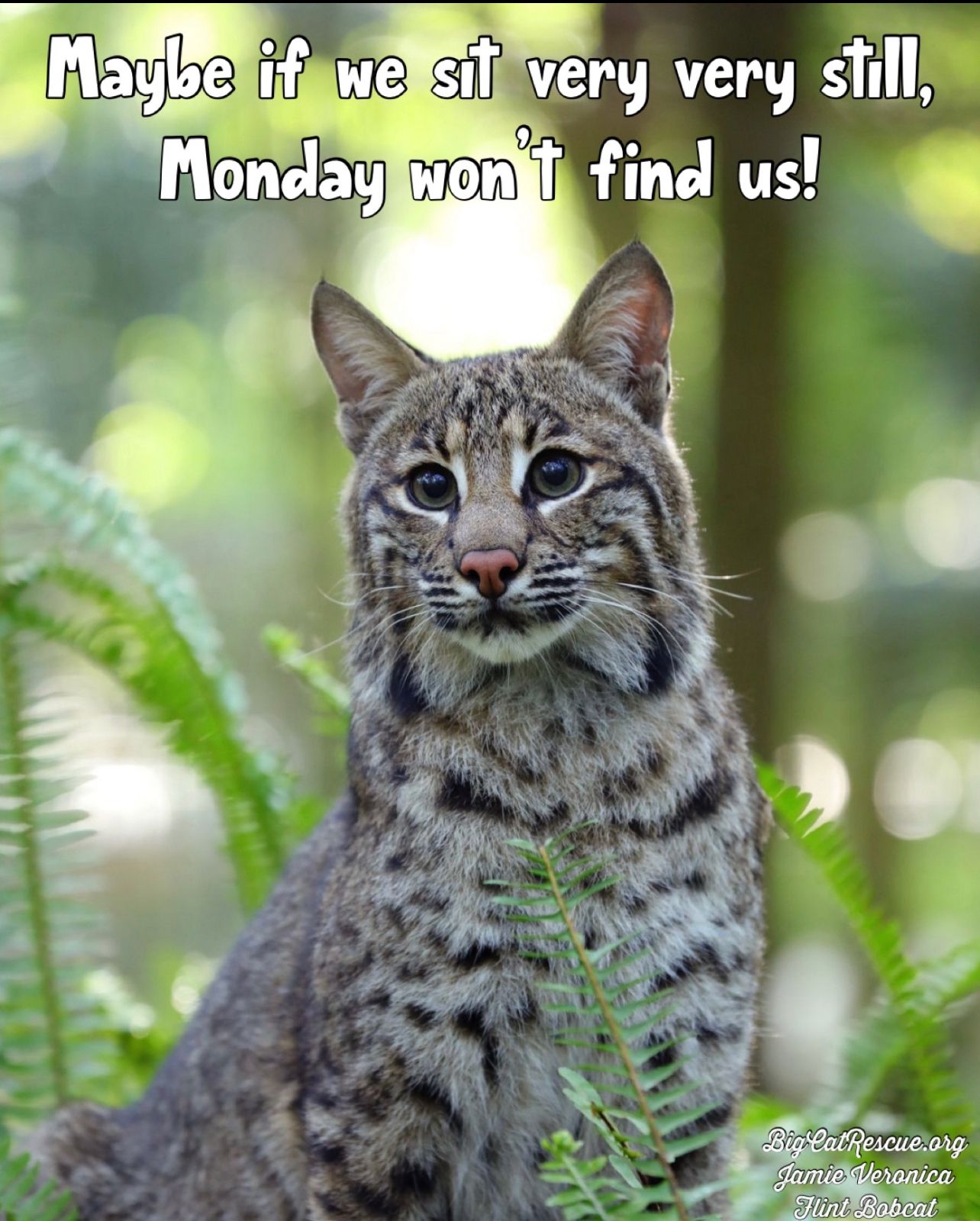 Bobcats Memes