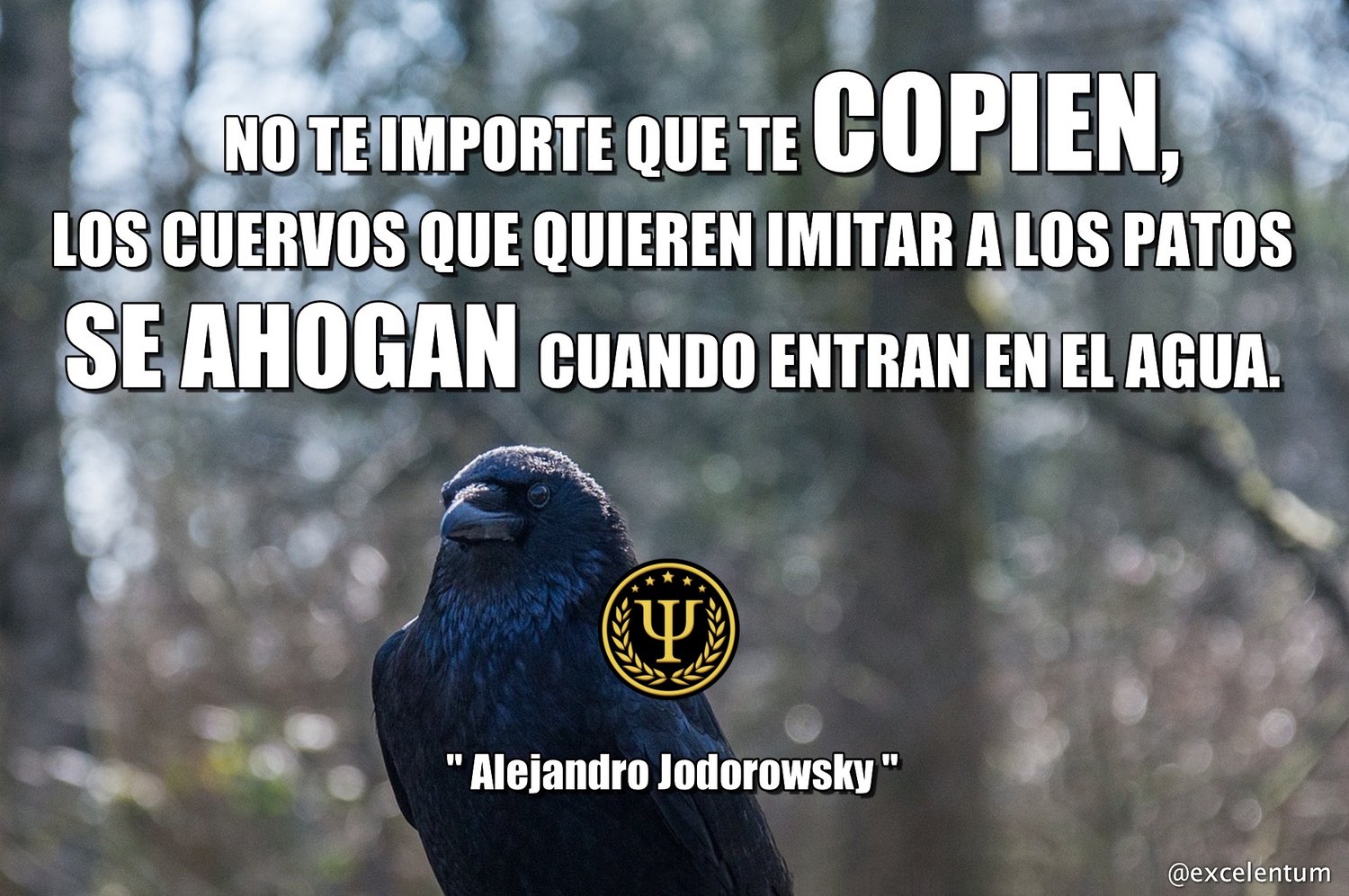 Memes De Los Cuervos