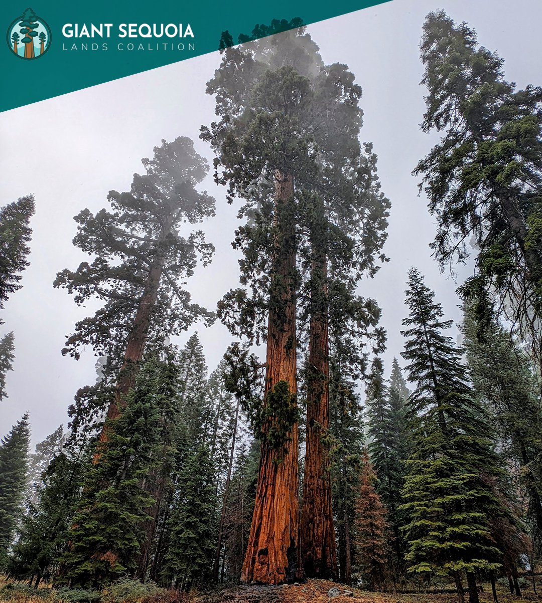 Giant Sequoia Tree National Geographic Sensory Overload: Sequoia