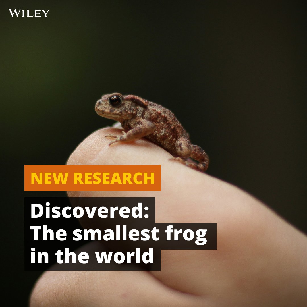 Worlds Smallest Frog Endangered Species International