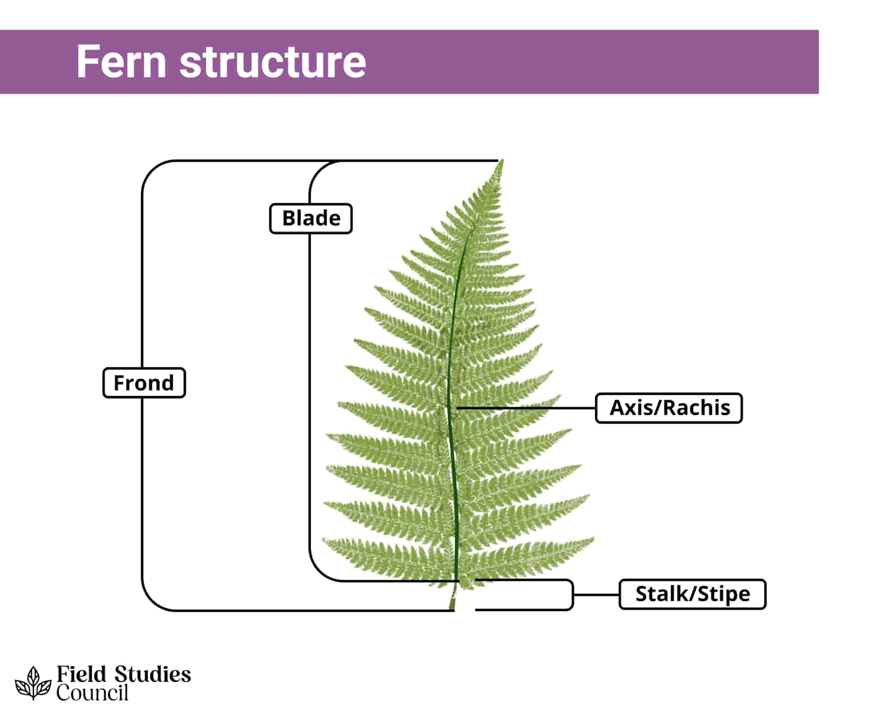Pteridophytes Structure