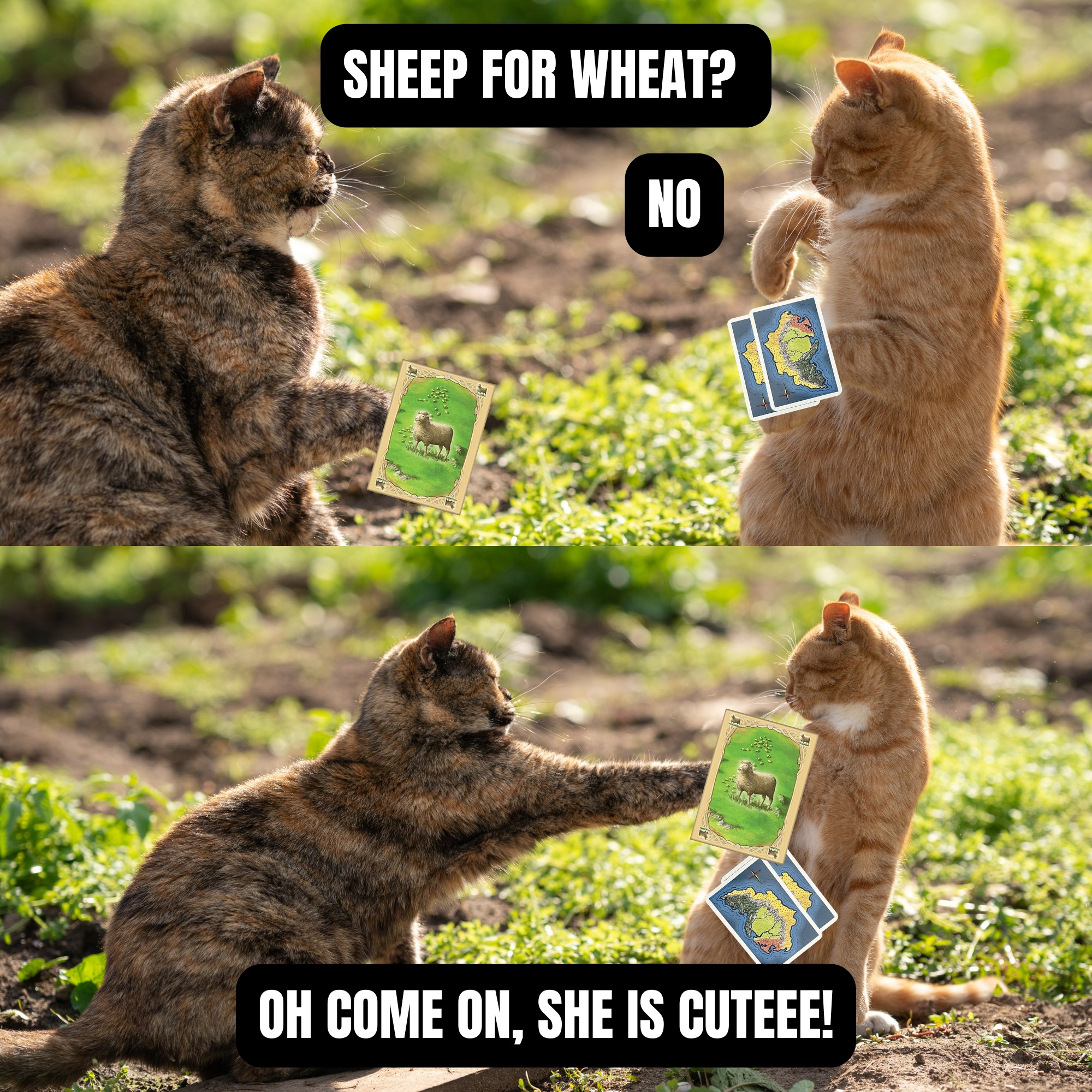 Funny Catan Memes Siedler Von Catan Meme | TikTok