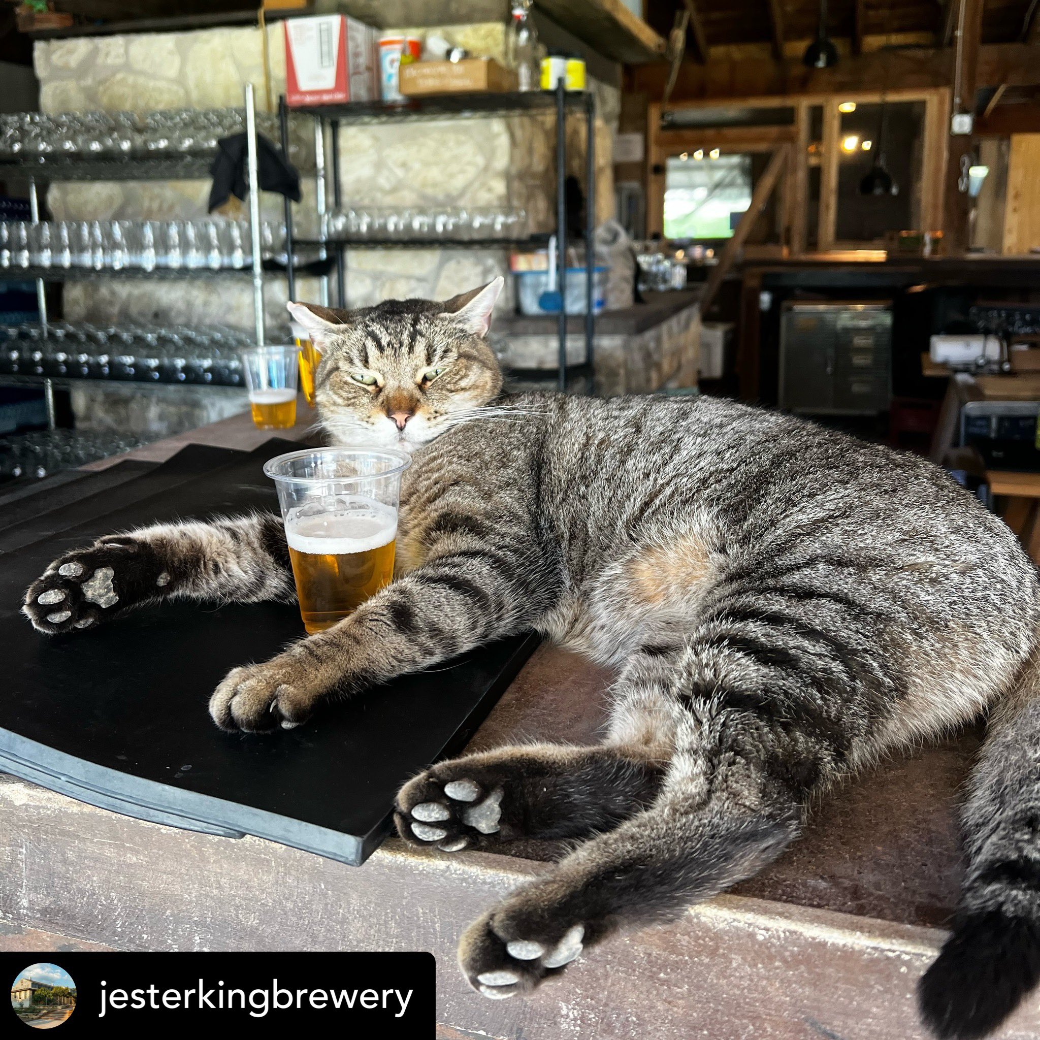 Cat Drinking Beer