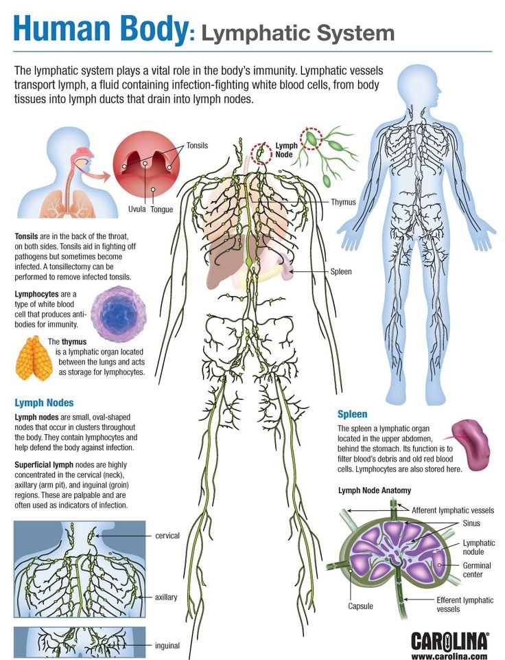 Your lymphatic system is more important than you've been told. This web ...