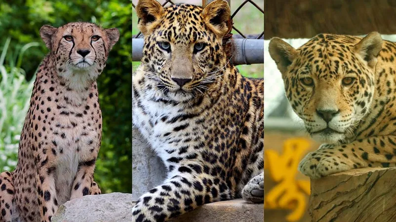 Cheetah Leopard Jaguar Difference SKIN : Cheetah VS Leopard VS Jaguar
