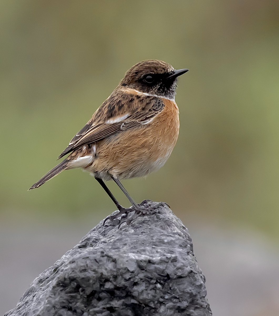 Garden Listing 6th August 2021 - Cornwall Birds (CBWPS)