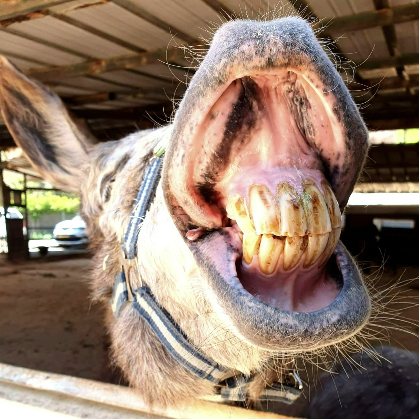 Donkey Teeth
