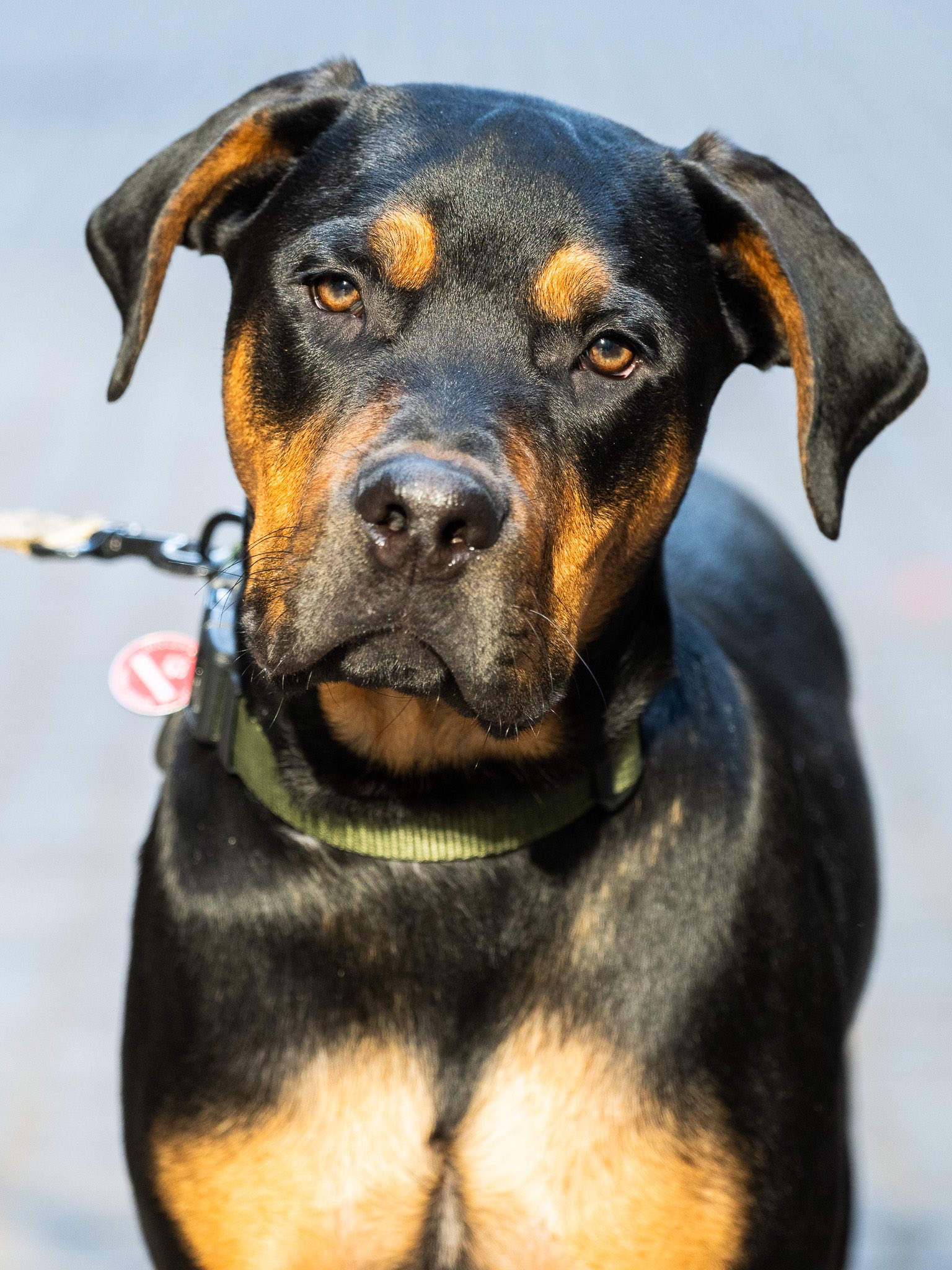 Rottweiler And Pitbull Mix Rottweiler Pitbull Mix Puppies For Sale