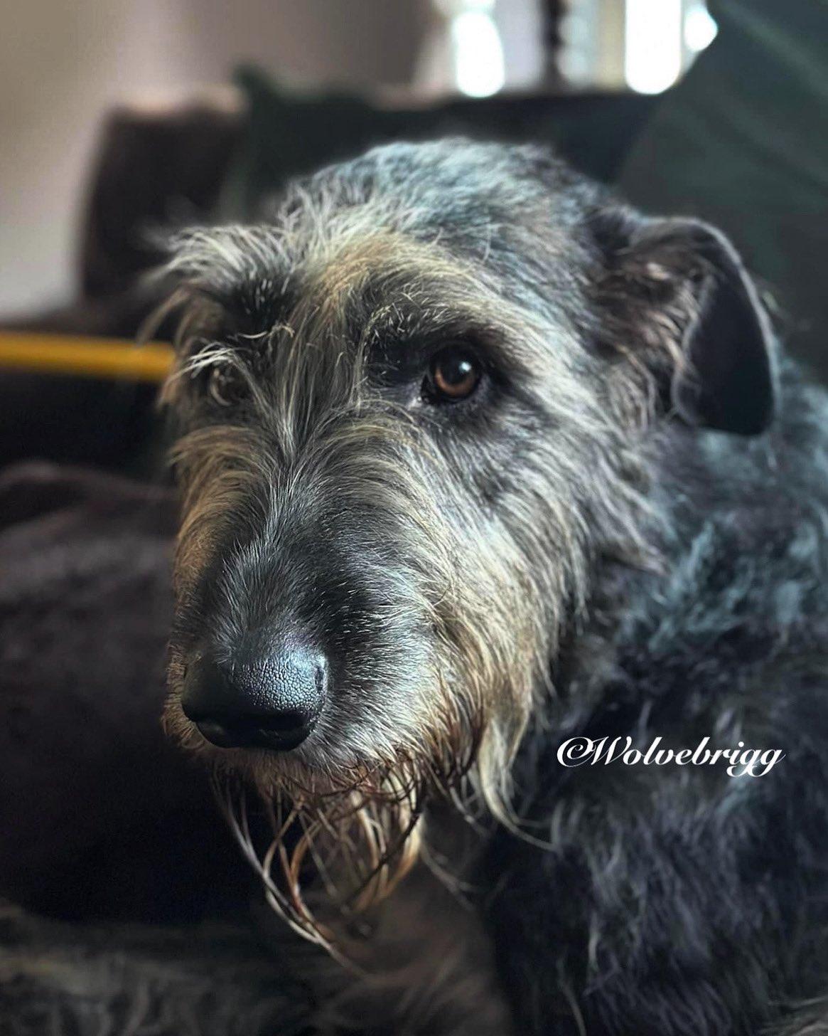 Irish Wolfhound Schnauzer Mix Schnauzer Wolfhound Mix 2025