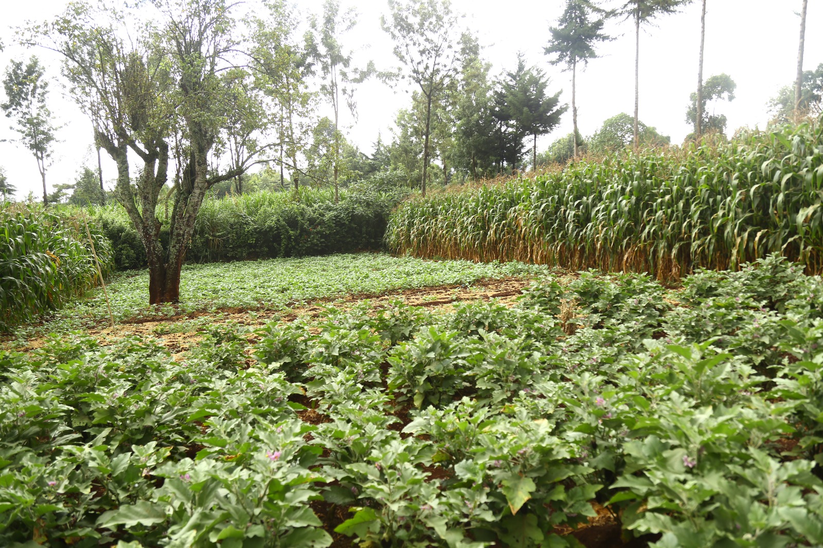 Azolla Farming Philippines Azolla With Every Group We Host There Is