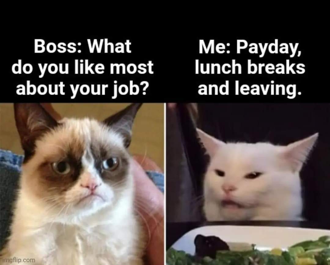 Smartass Cat Memes Mae Mae’s Little Yawn At The End 🥹💗 #cattok