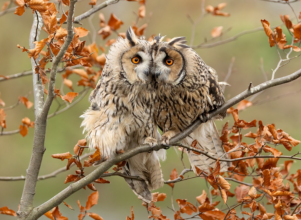 Owls Cuddling
