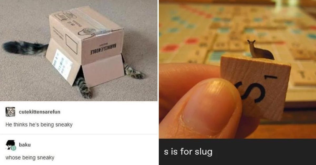 Grappigste Memes 2024 Tumblr My First Humorous Meme Dump Of 2024 W/