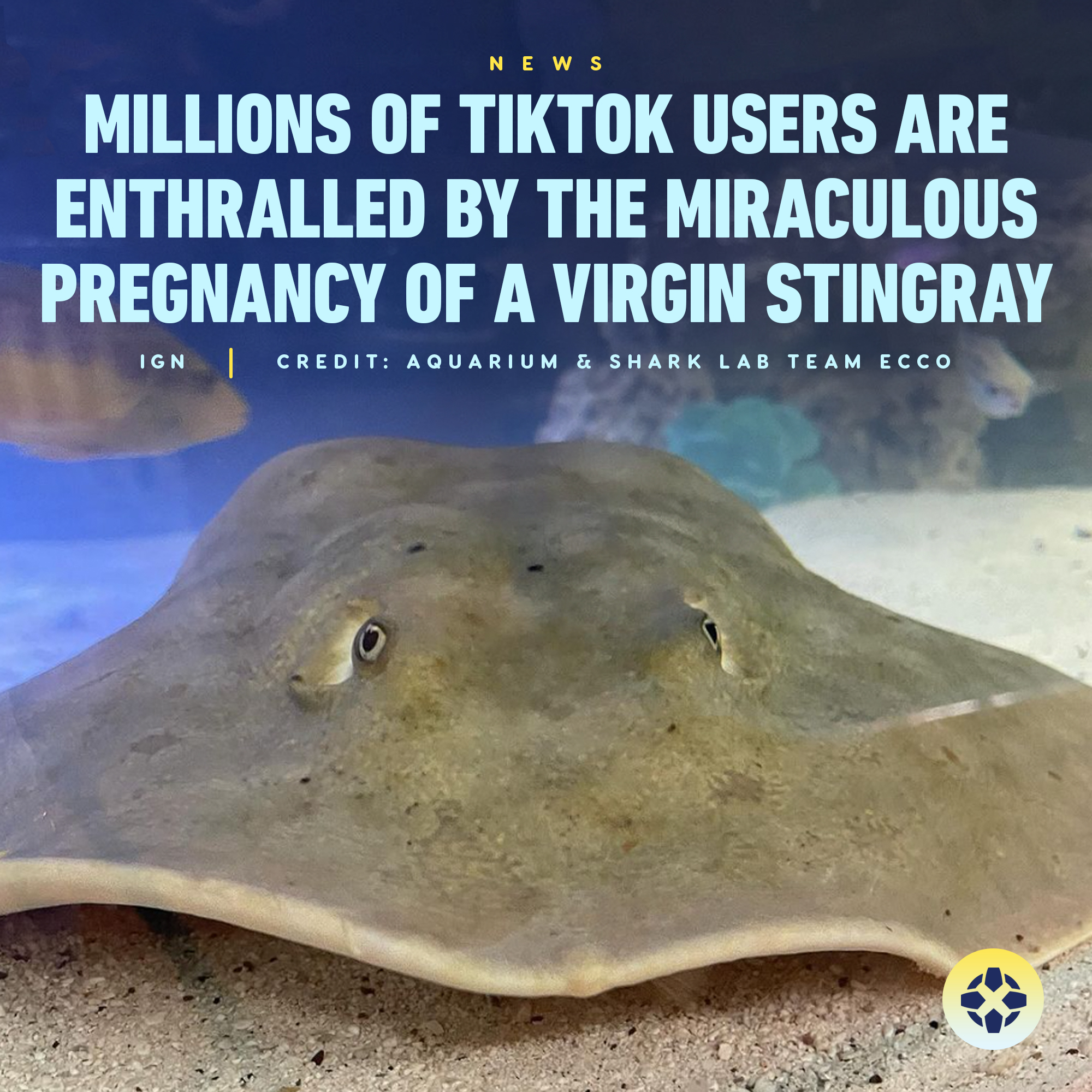 Stingray Giving Birth