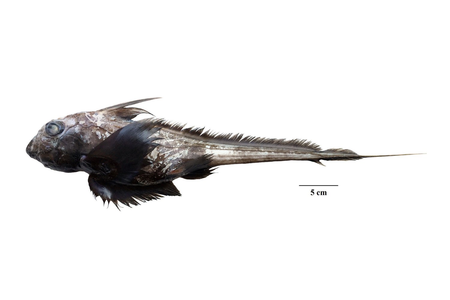 Chimera Fish Chimera Fish Hi Res Stock Photography And Images Alamy