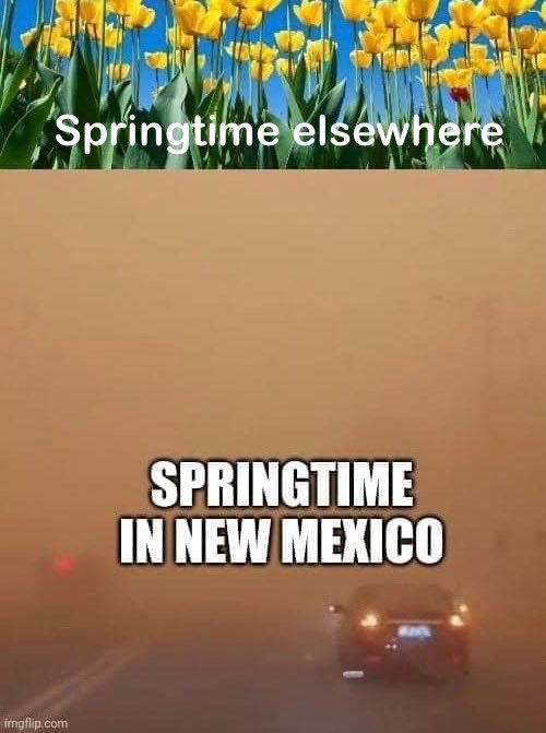 Springtime Allergy Memes