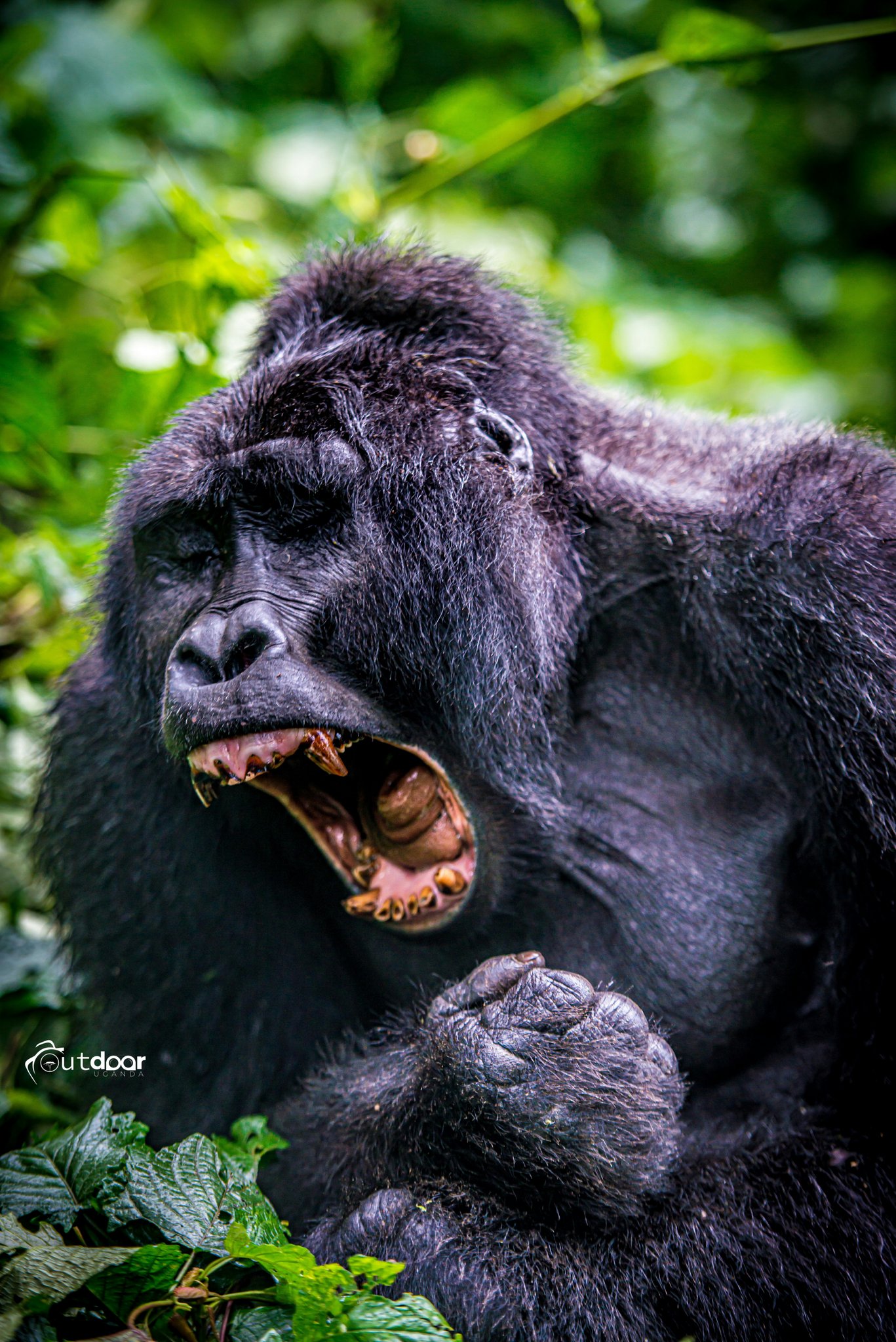 Angry Mountain Gorillas Scary Gorilla Roaring Angry Mountain Gorilla"