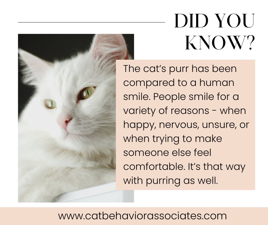 Purr Quotes Catch 22: Cat Quotes Sum Up Cats Purr Fectly I Can Has