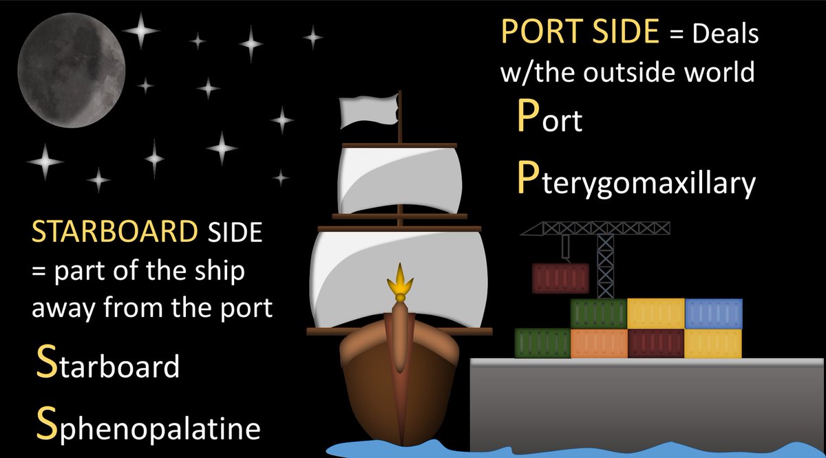 1/Does PTERYGOPALATINE FOSSA anatomy feel as confusing as its spelling ...