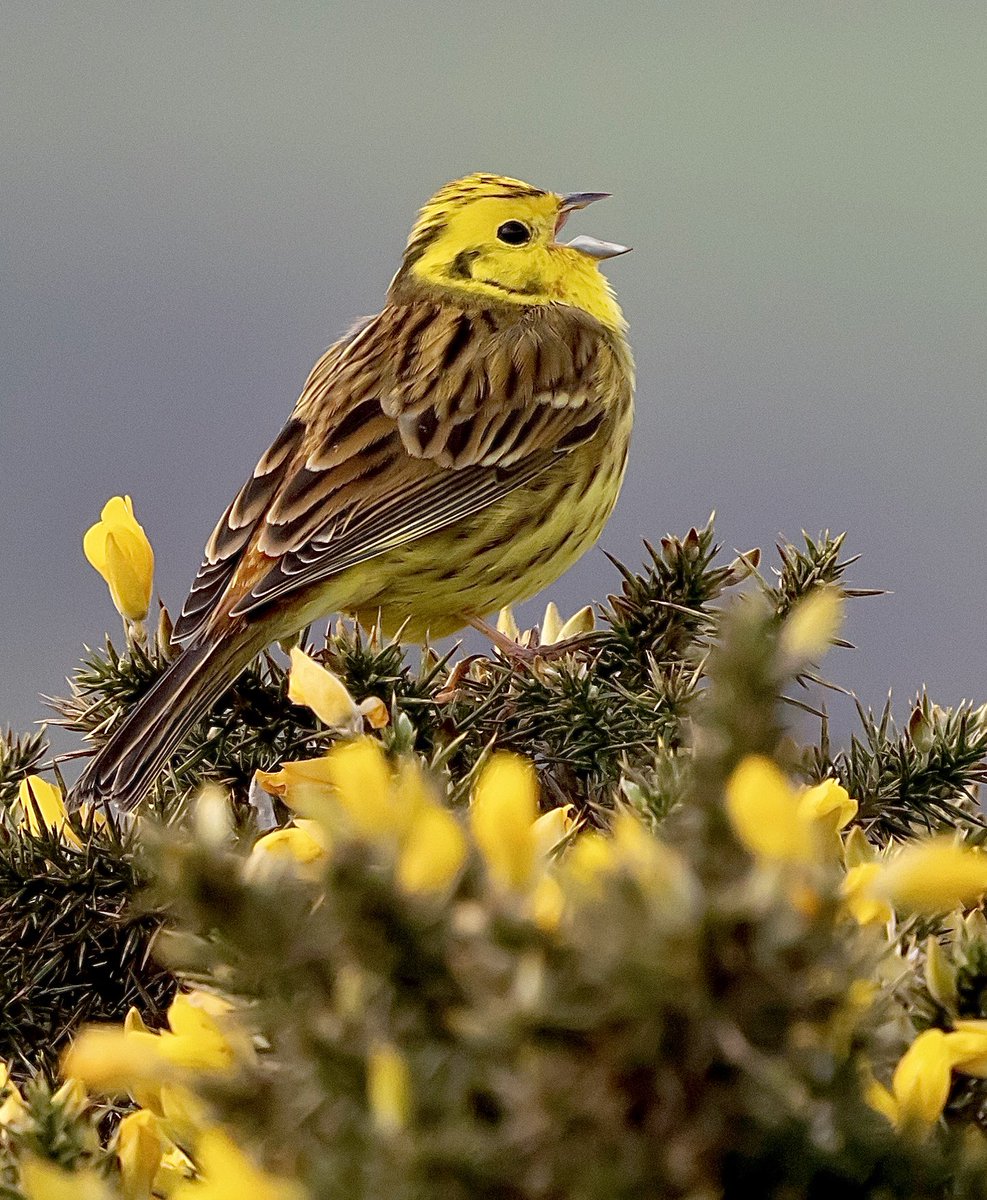 RSPB Reserves visit - Hayle Estuary - Cornwall Birds (CBWPS)