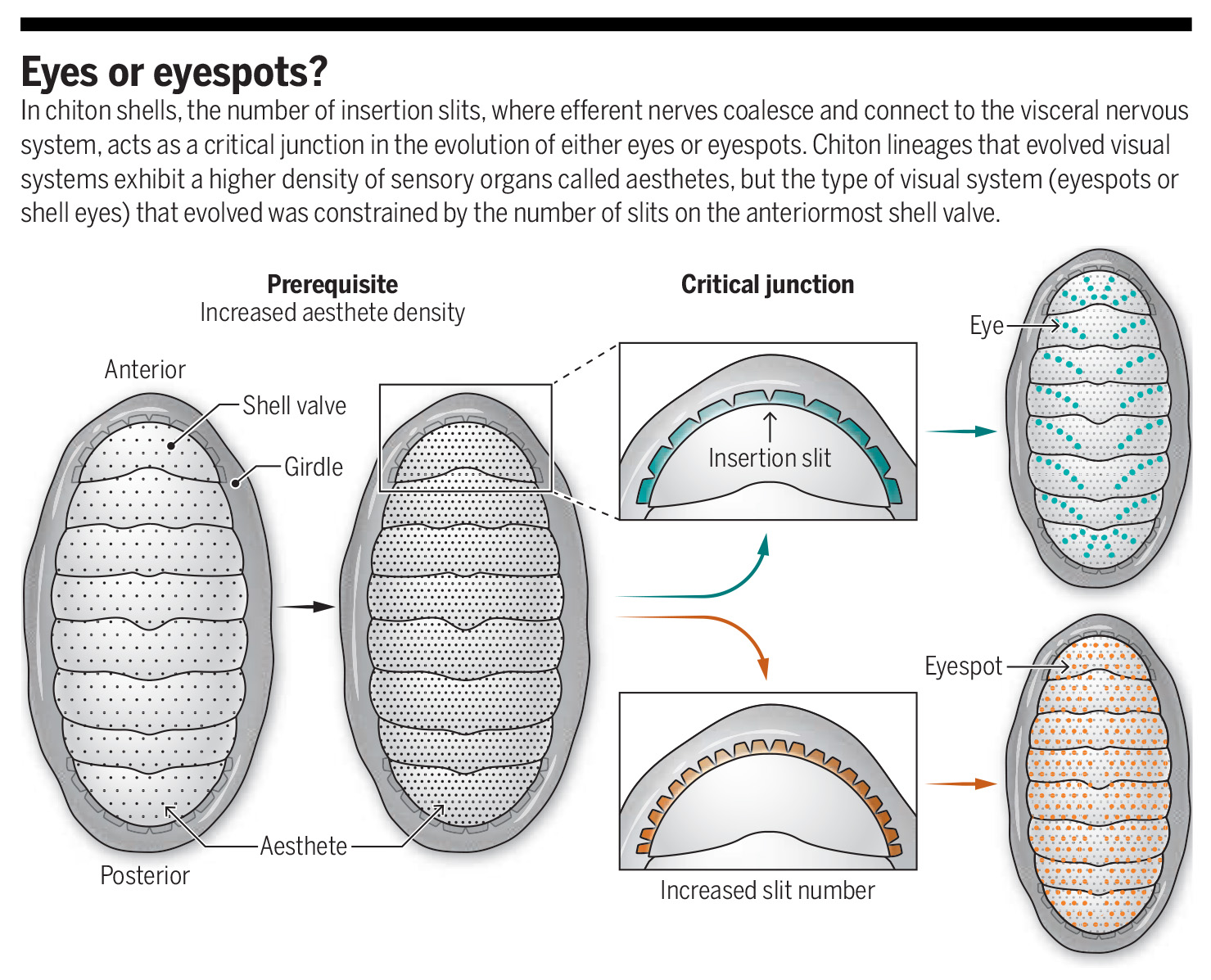 Chiton Diagram Polyplacophora: From Physsalus, Oscabrion, To Chiton