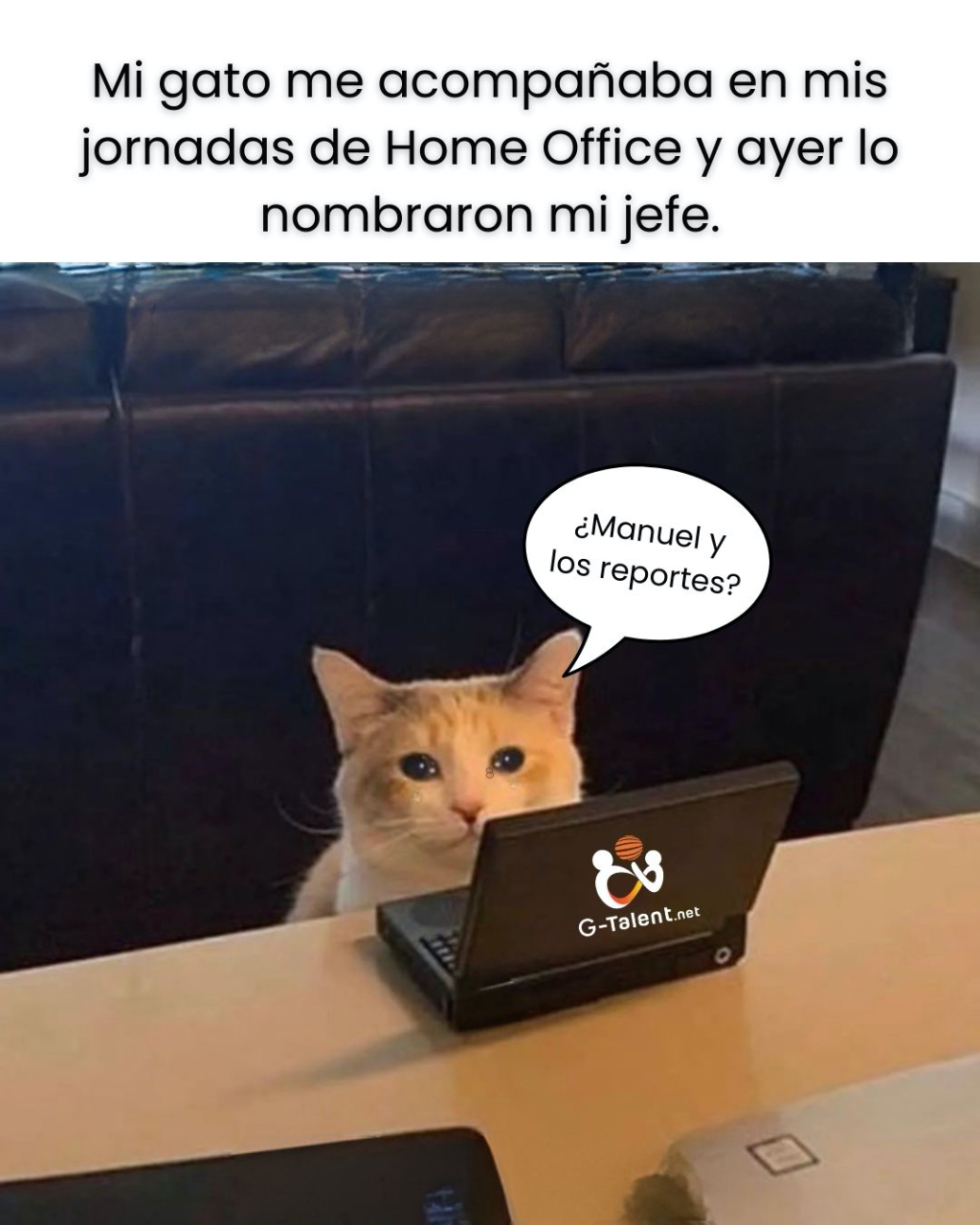 Como Un Meme De Gato Jefe