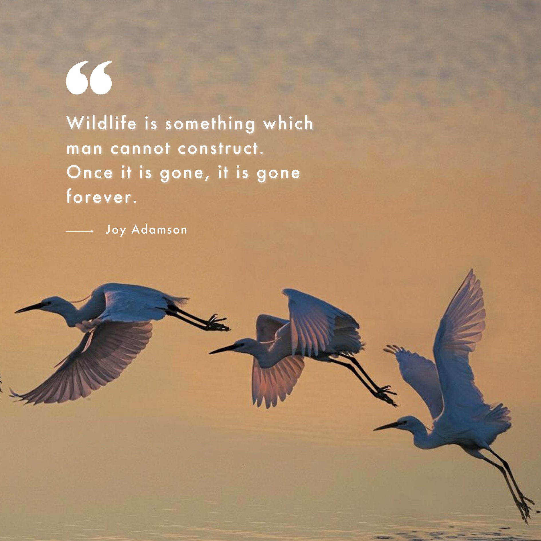 Wildlife Nature Quotes