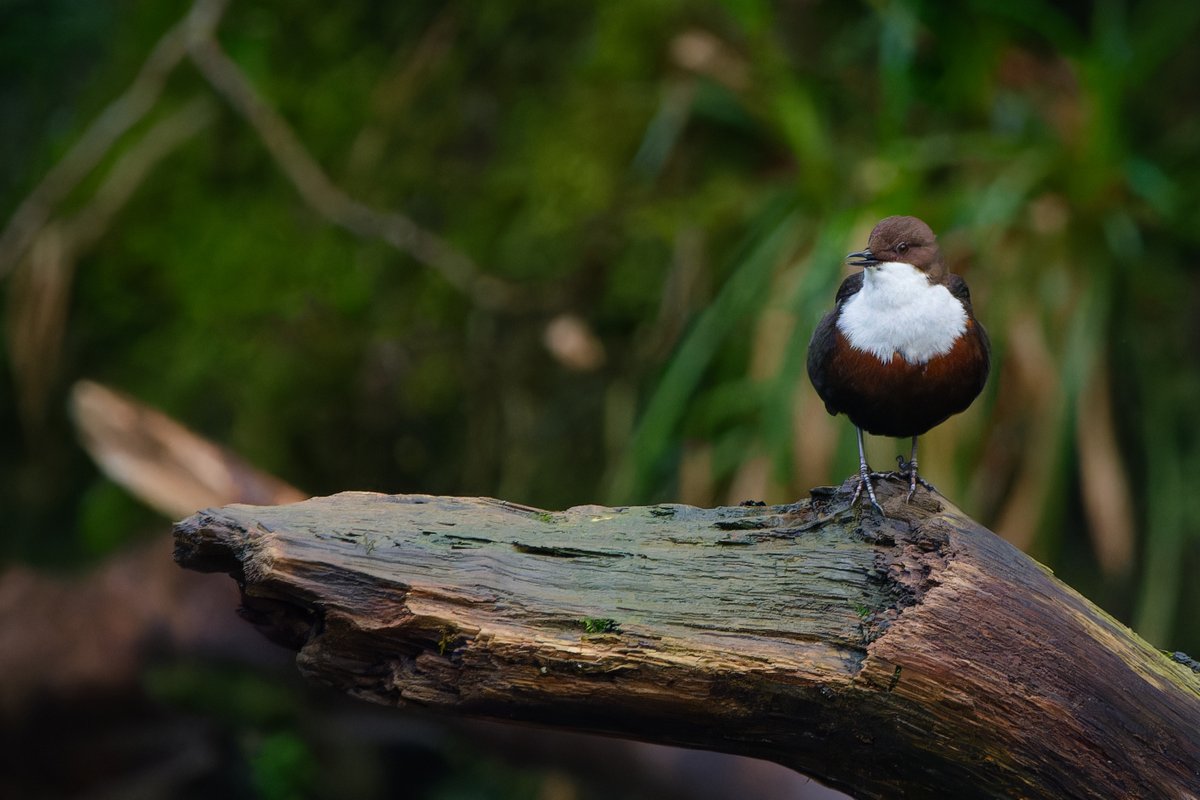 Monday 3rd October 2022 - Cornwall Birds (CBWPS) Monday 3rd October 2022 - Cornwall Birds (CBWPS)