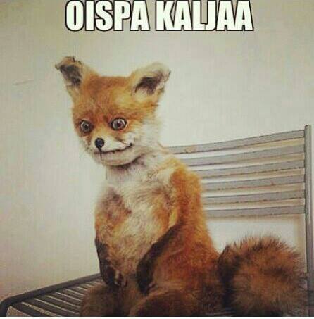 Oispa Kaljaa Memes Oispa Kaljaa Katie Kirby Hörbuch E Book