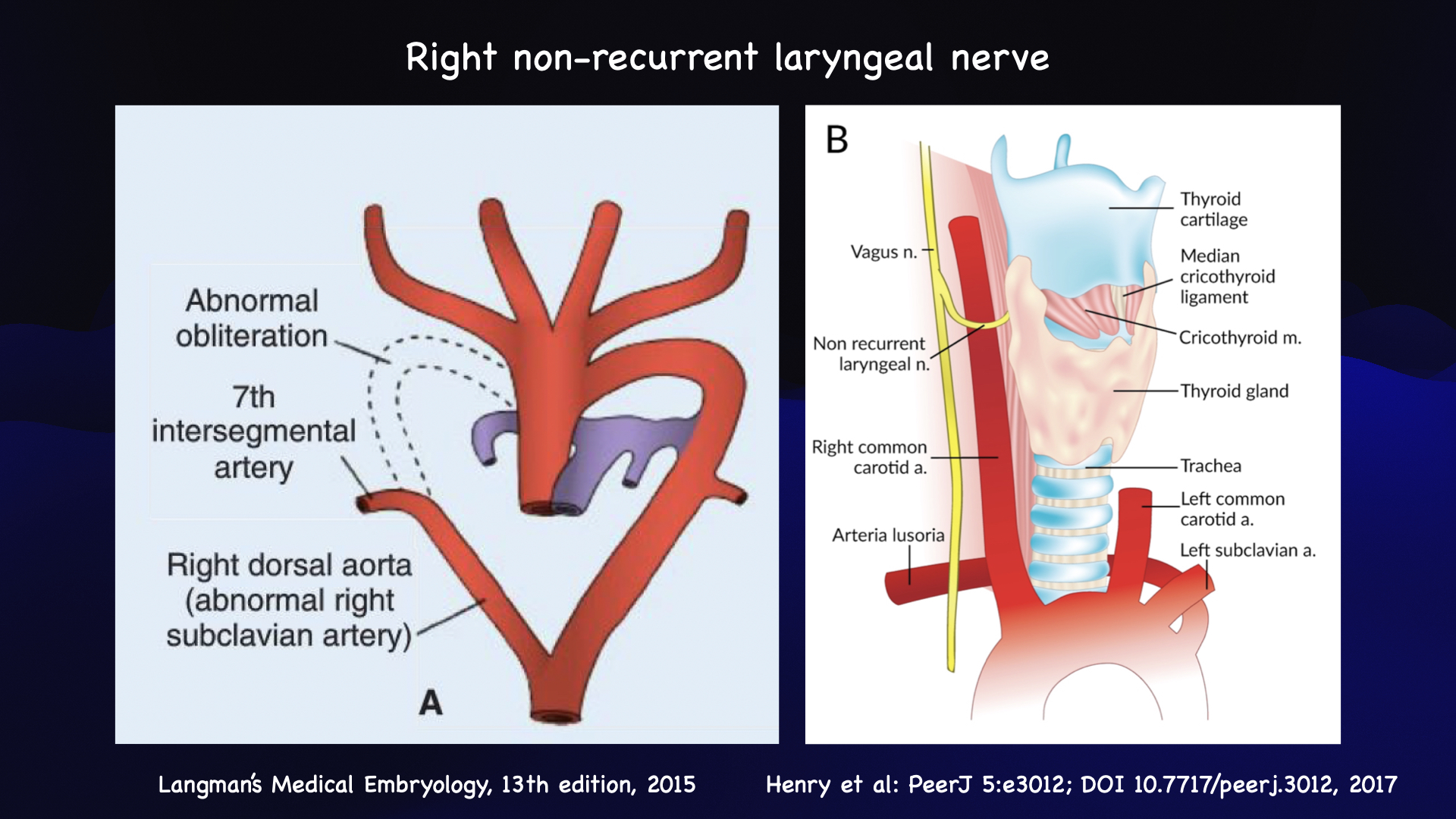 Recurrent Laryngeal Nerve Esophageal Branches Of Recurrent Laryngeal