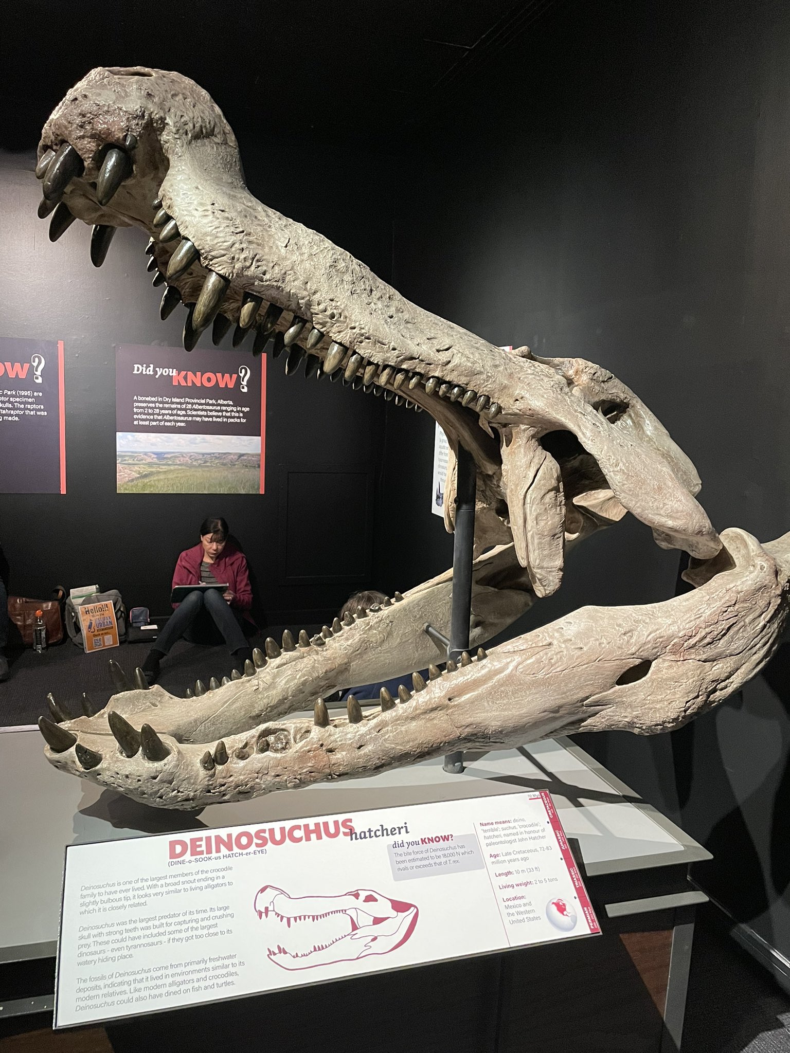 Esqueleto De Deinosuchus
