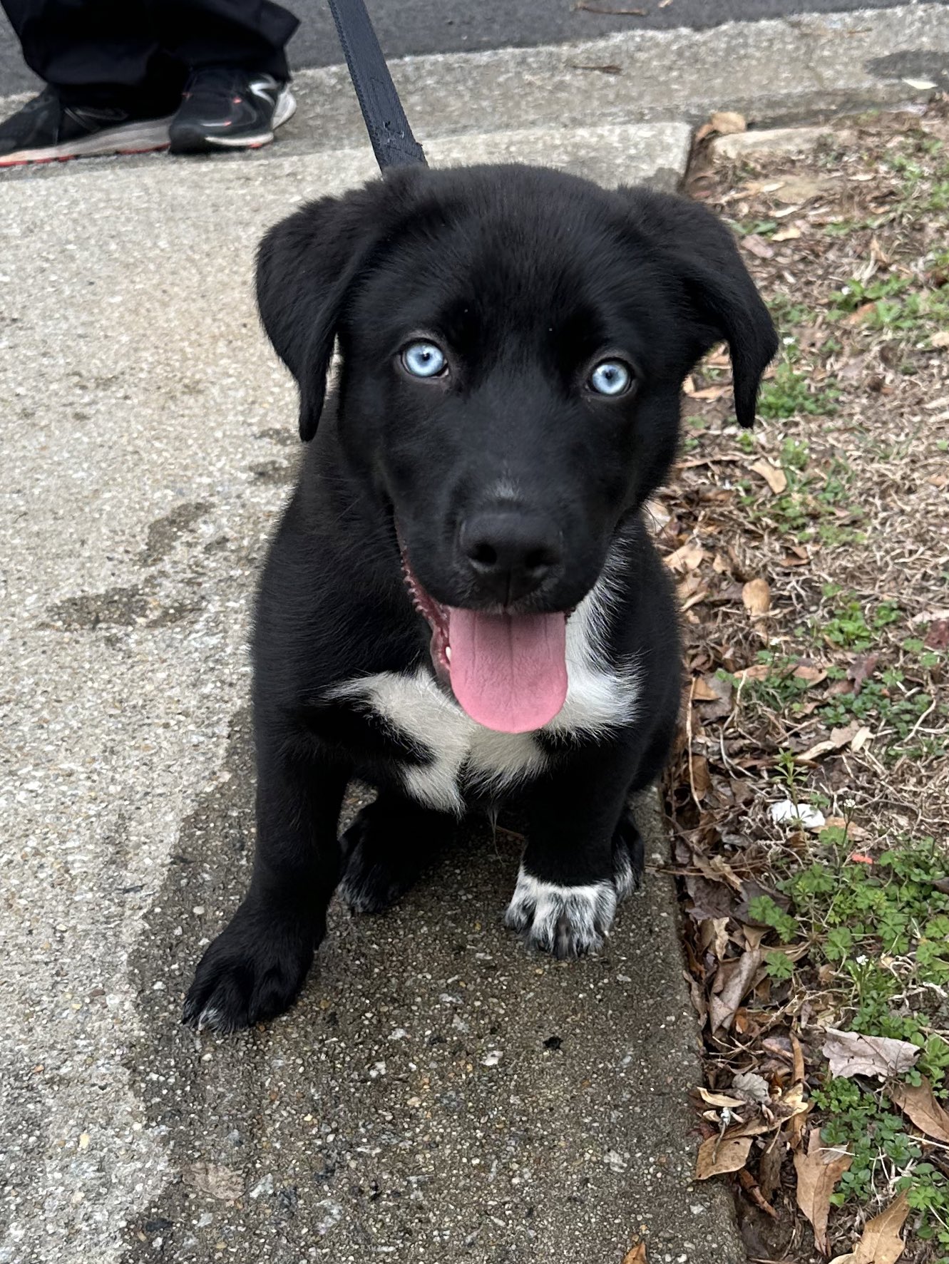 Husky Black Lab Mix Puppies