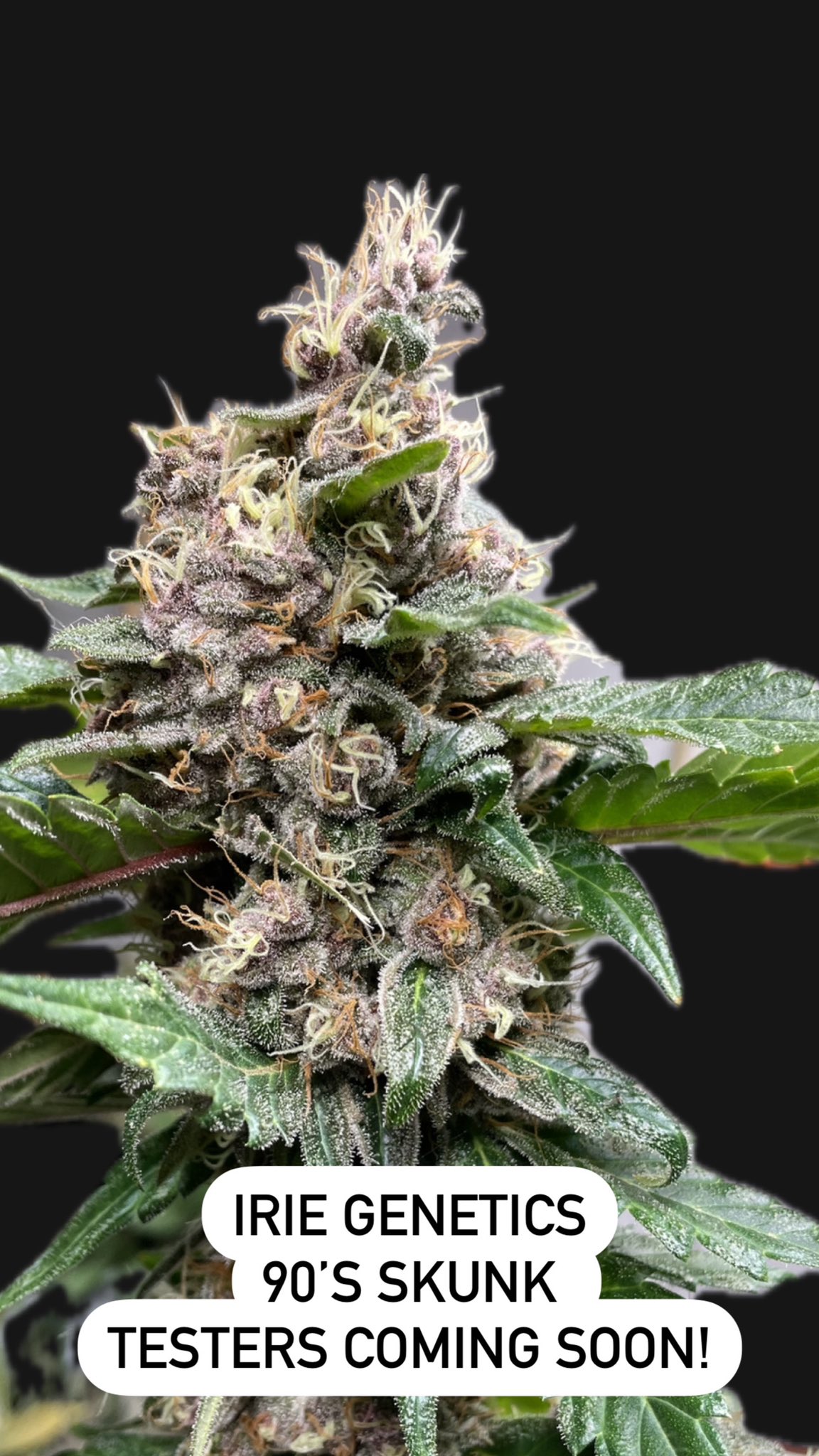 Irie Genetics Irie Genetics On X: "Jack Tripper (Lemon Skunk X Jack