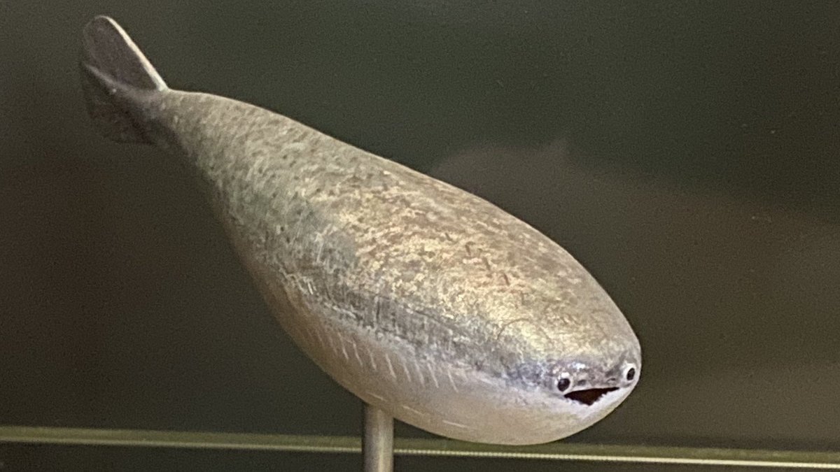 Jawless Fish Superclass Agnatha (jawless Fish, Vertebrates) Diagram