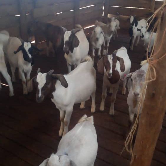 100 goat each costing sh9,000 can produce 150+ kids/yr, i.e. in 1yr ...