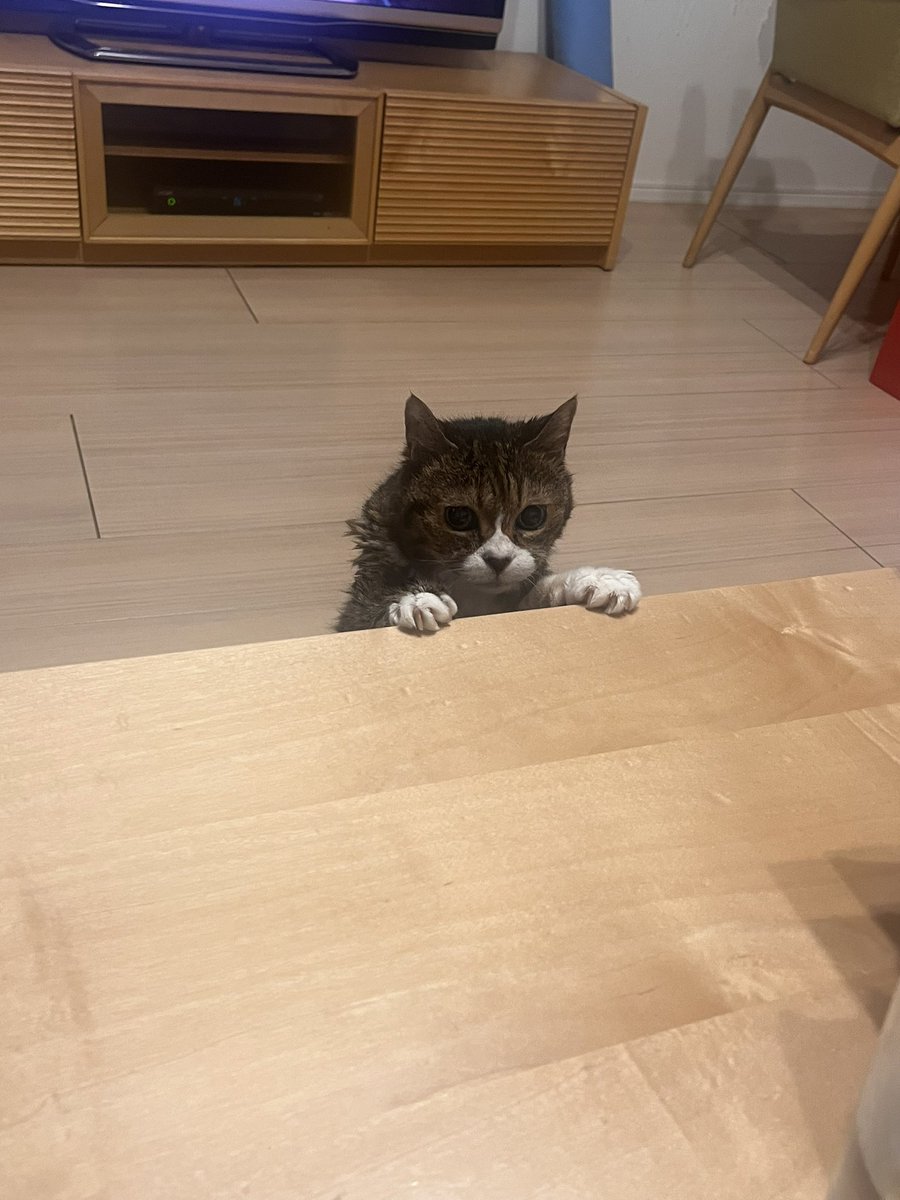 🍊ゆきみかん🍊(@yuki_4cats) - Twilog (ツイログ)