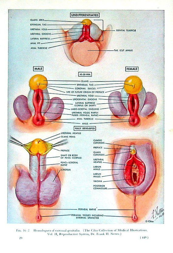 Anatomy Of A Hermaphrodite Female Clitoral Anatomy Framed Print By