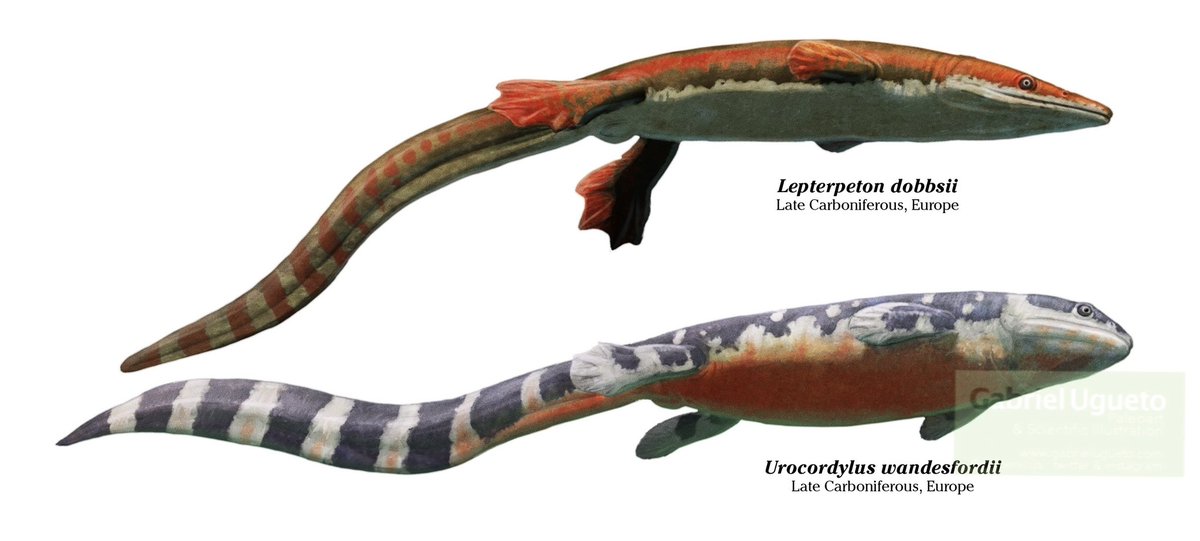 Fossils of two of these taxa (Lepterpeton dobbsii and Urocordylus ...