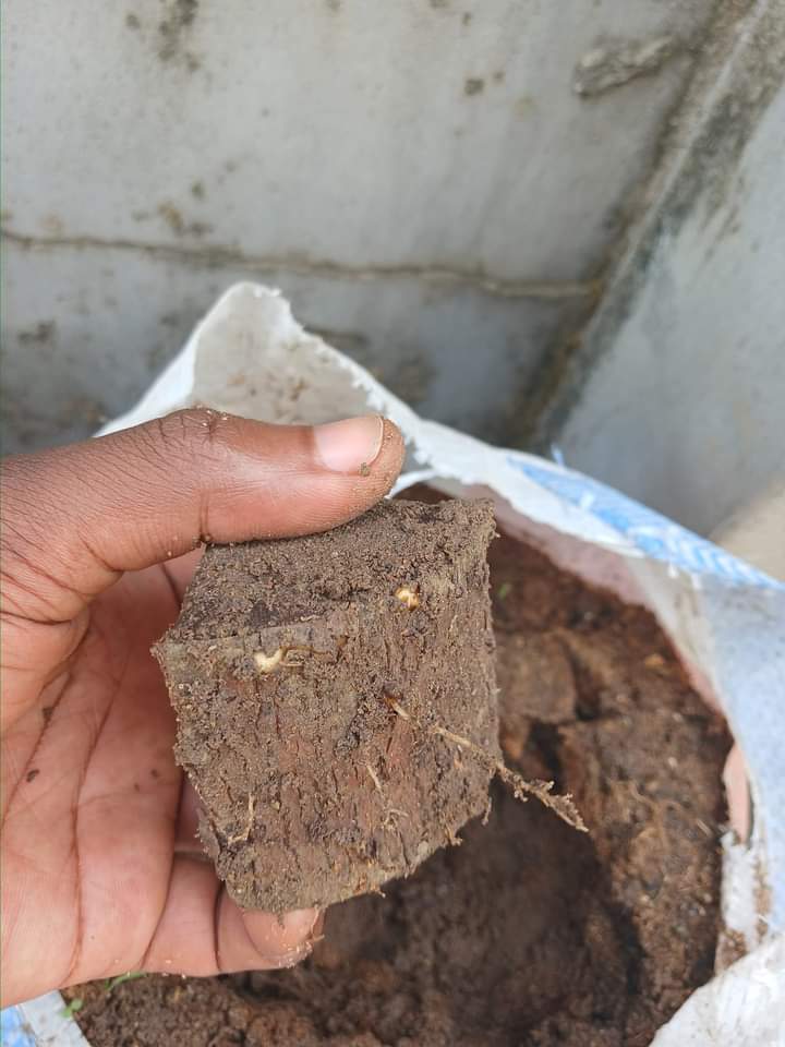 HOW TO GREMINATE YAM USING THE MINISETT TECHNOLOGY. A Thread. Retweet ...