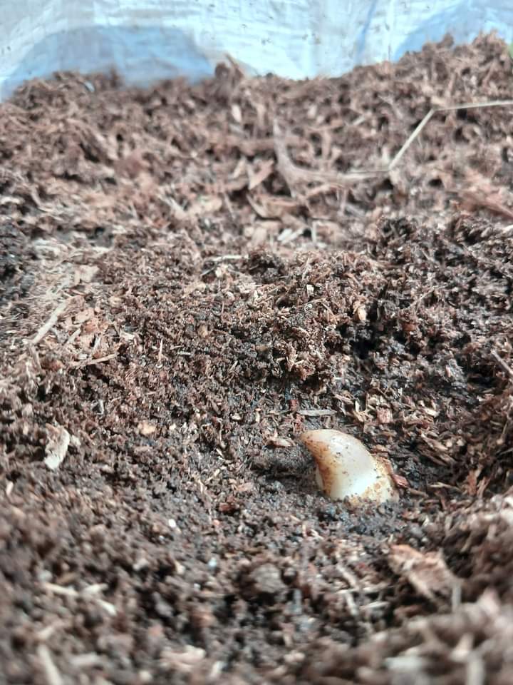 HOW TO GREMINATE YAM USING THE MINISETT TECHNOLOGY. A Thread. Retweet ...