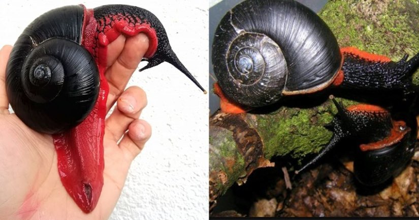 This is a volcano snail. Their shells are made of iron and they live ...