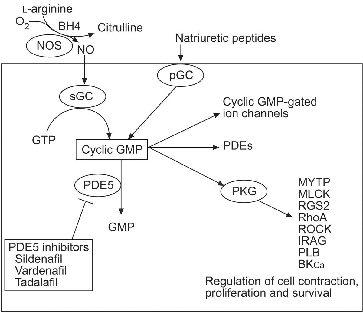 1) Why using Viagra to fix your low libido is idiotic (presented as ...