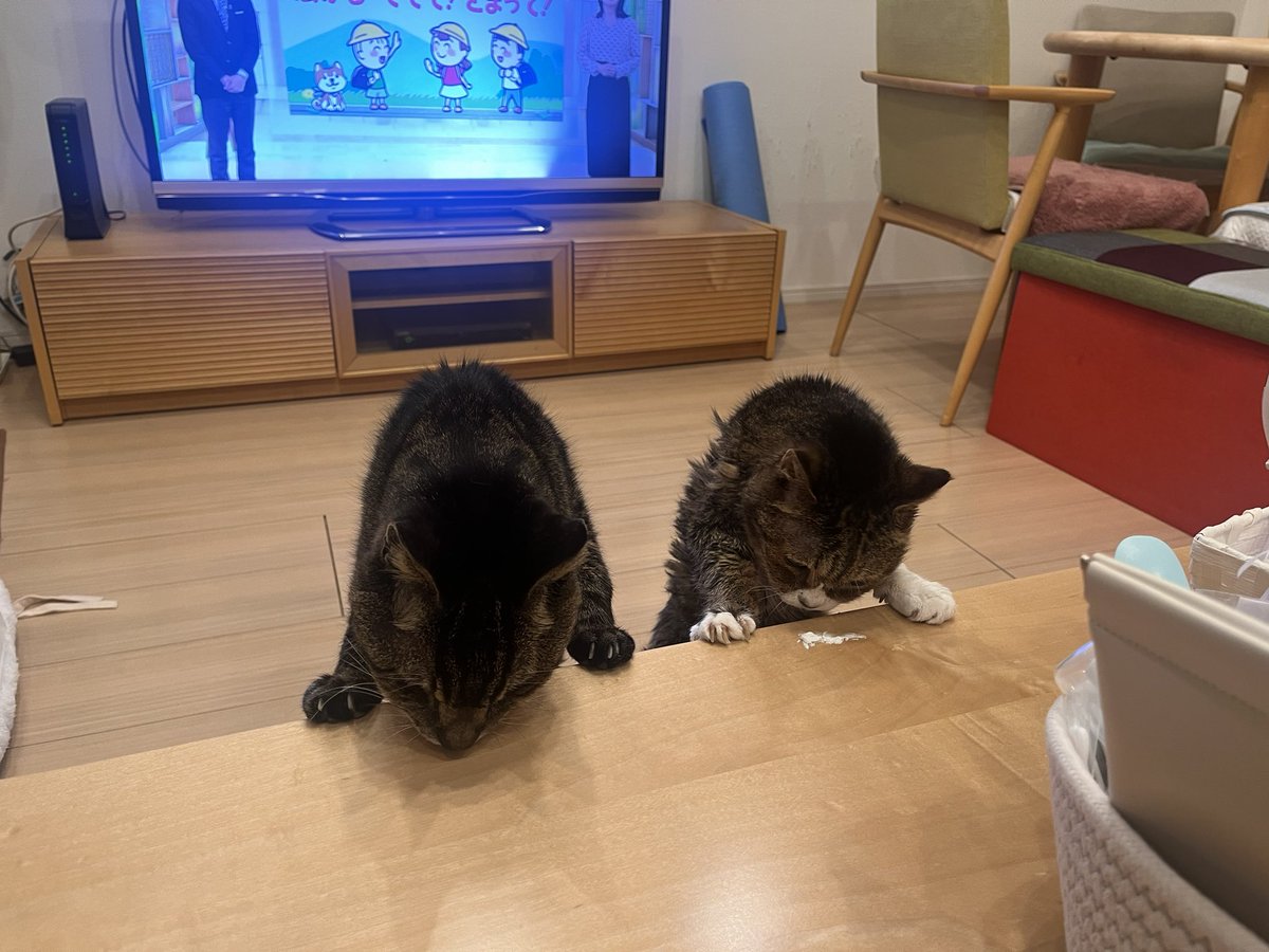 🍊ゆきみかん🍊(@yuki_4cats) - Twilog (ツイログ)