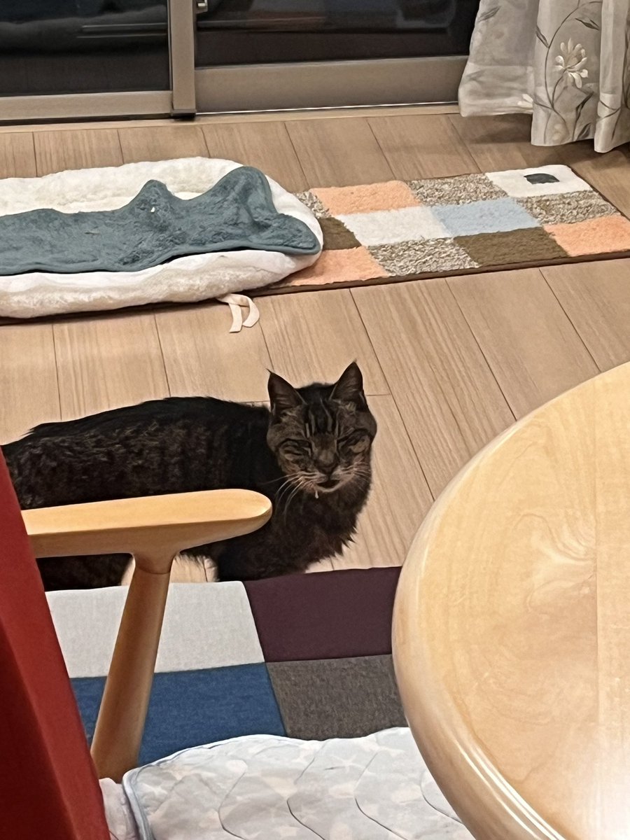 🍊ゆきみかん🍊(@yuki_4cats) - Twilog (ツイログ)