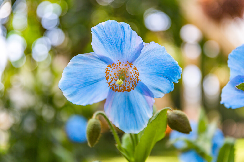 Himalayan Blue Poppy Wallpaper Himalayan Blue Poppy Photos For Sale