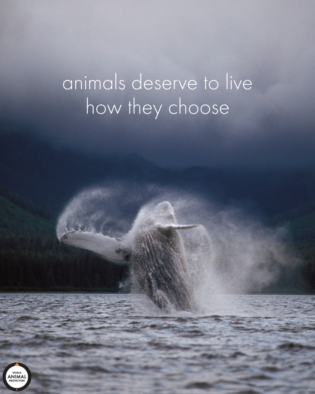 Save Wild Animals Quotes 60 Save Animals Quotes To Inspire You To