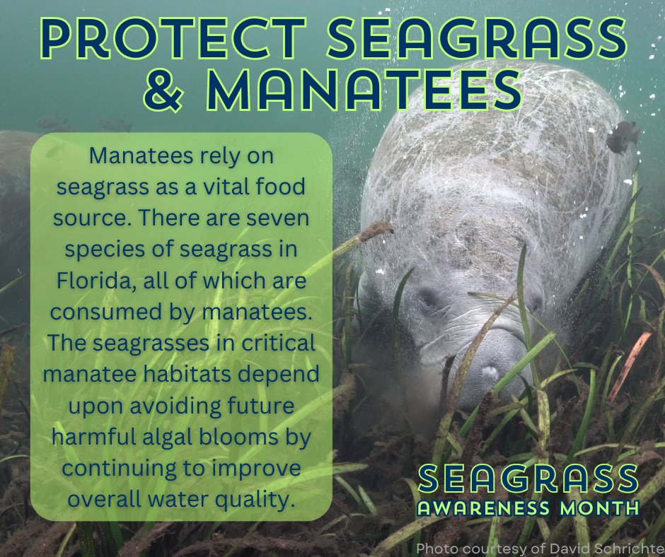 Manatee Food