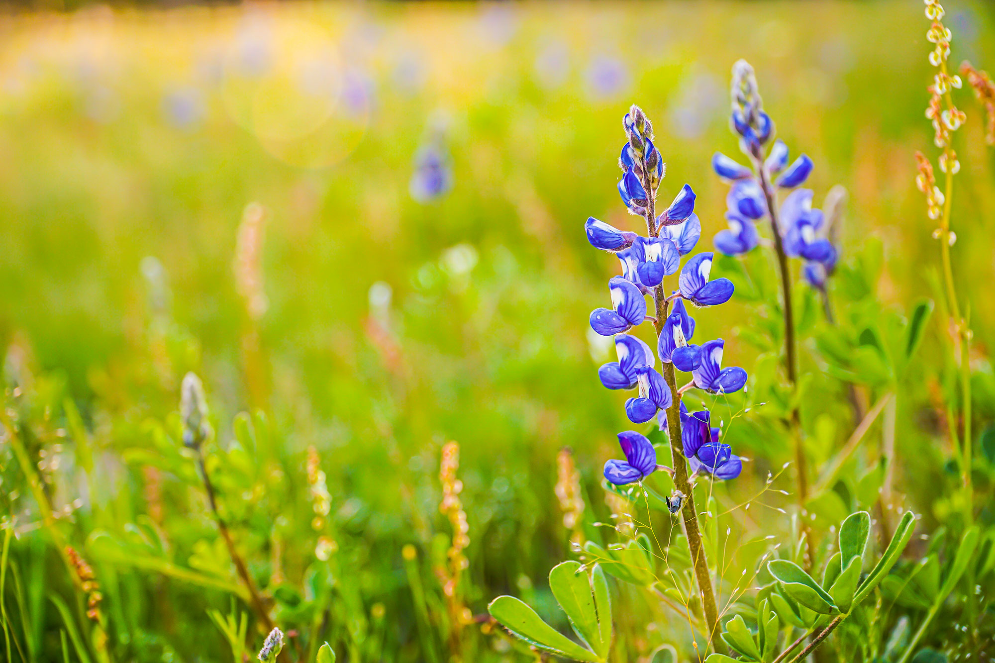Large Bluebonnet Desktop Wallpaper 1,700 Bluebonnets Stock Photos,