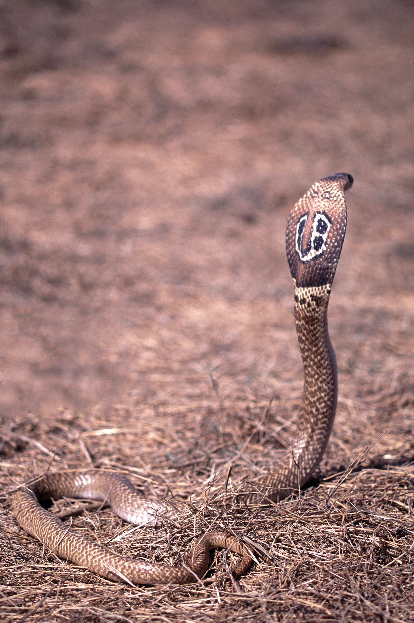 Snake Cobra Quotes