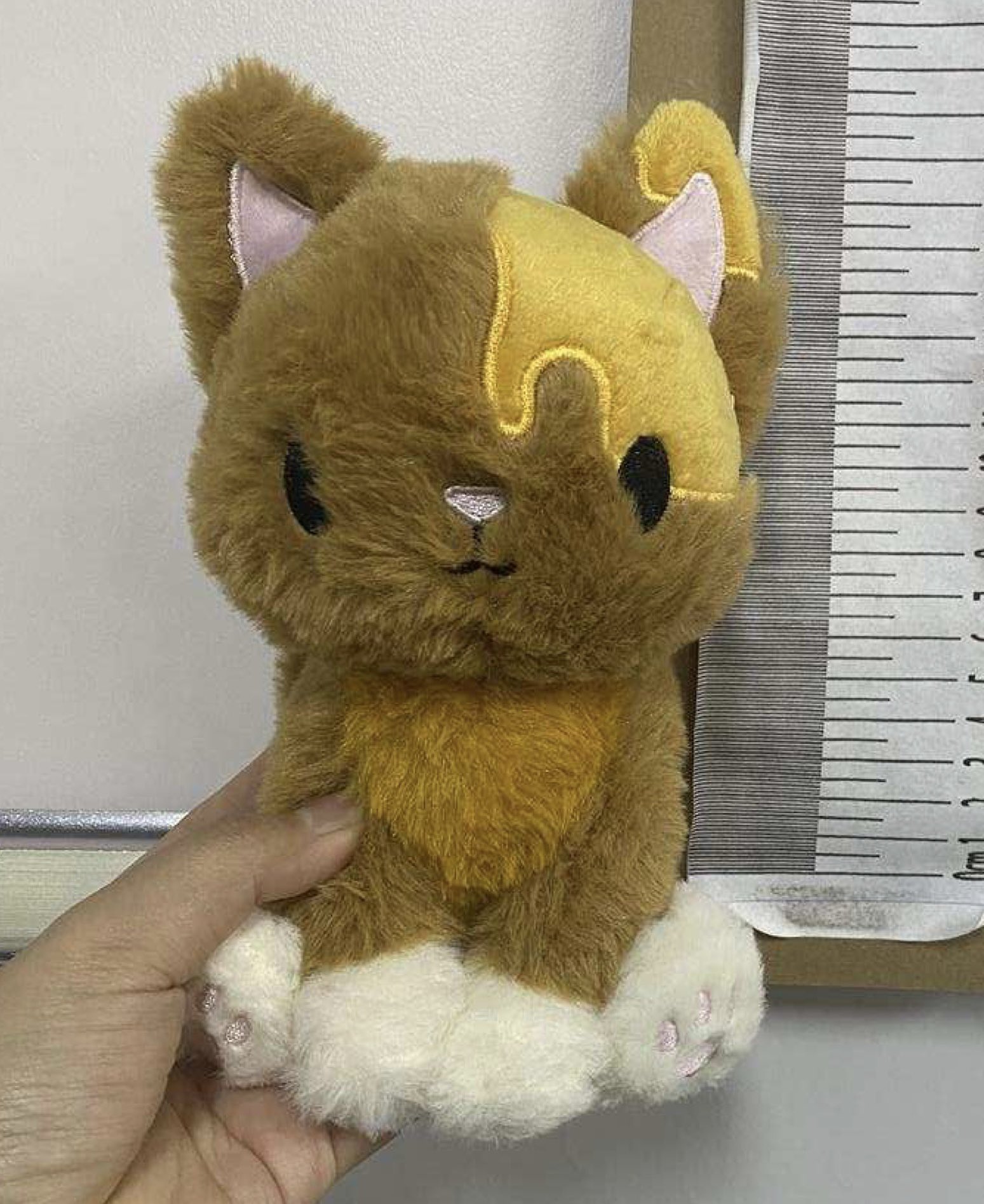 Caramel Kitten Pictures